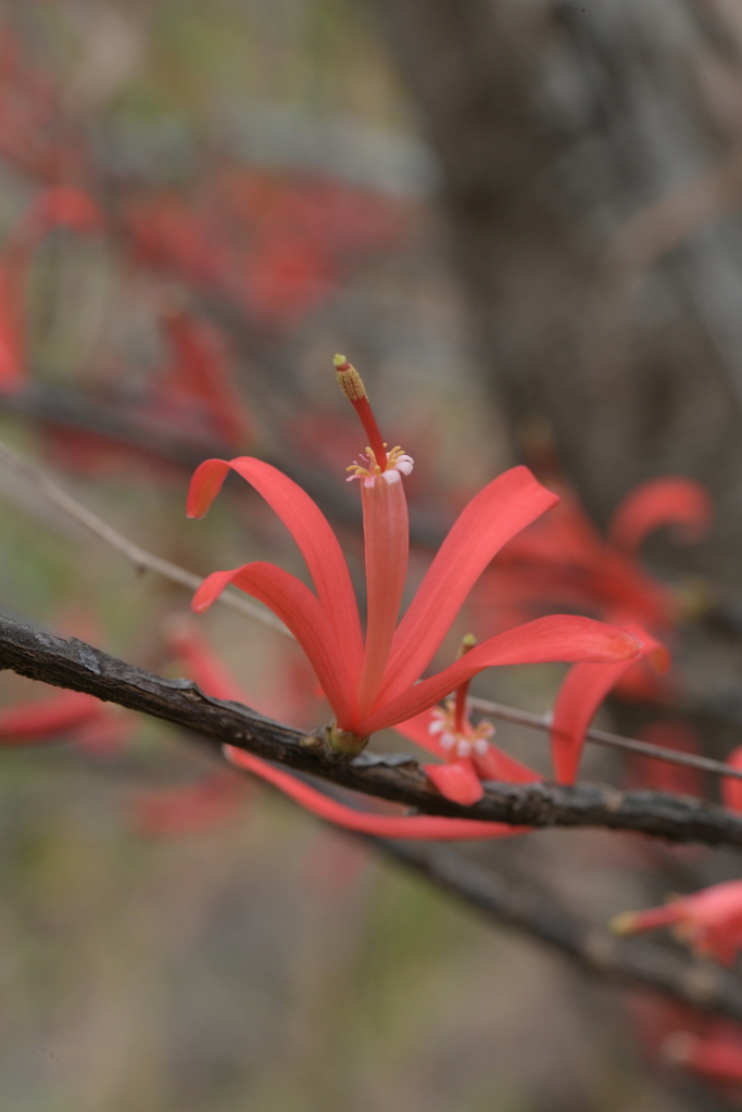 Humbertioturraea maculata in September 2023 by Gary Yong Gee · iNaturalist