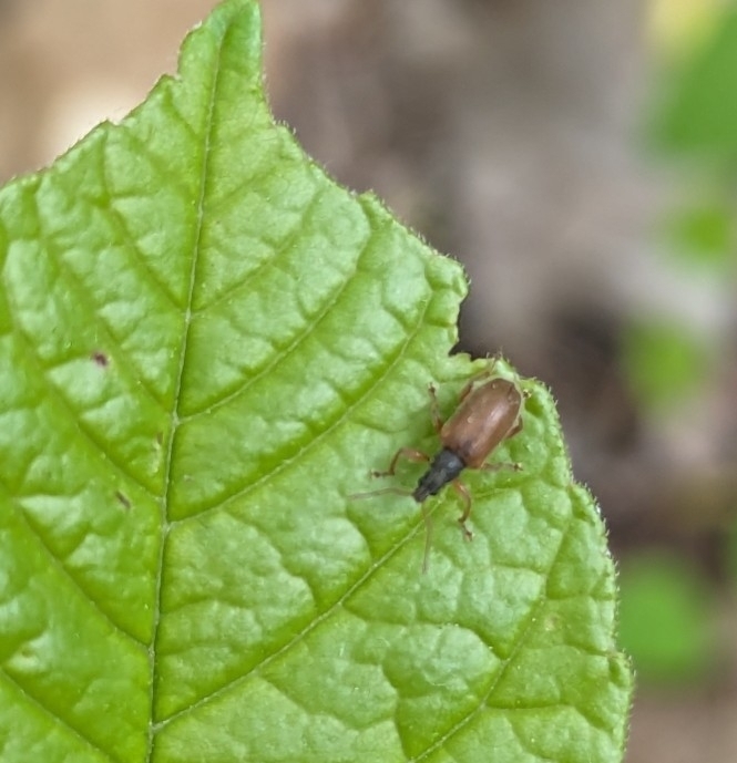 Brown Leaf Weevil from Timberland Swamp Nature Sanctuary, SPRINGFLD TWP ...