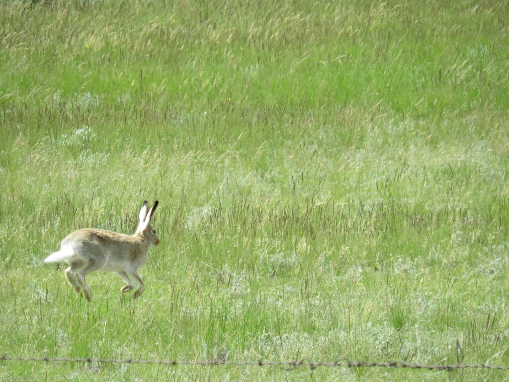 White-tailed Jackrabbit from White Valley No. 49, SK S0N, Canada on ...