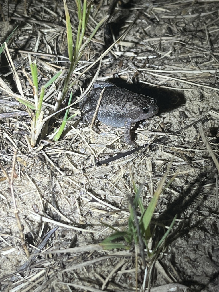 Eastern Narrow-mouthed Toad from Sunset Beach, Sunset Beach, NC, US on ...
