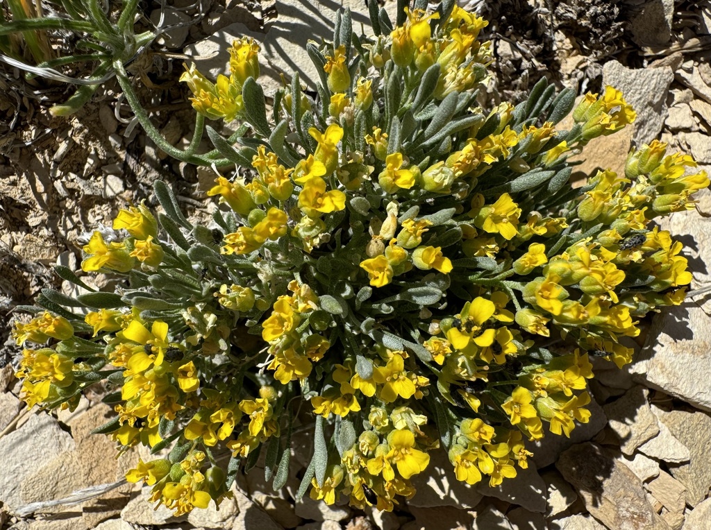Parasol Bladderpod from Maybell, CO, US on June 6, 2024 at 11:00 AM by ...