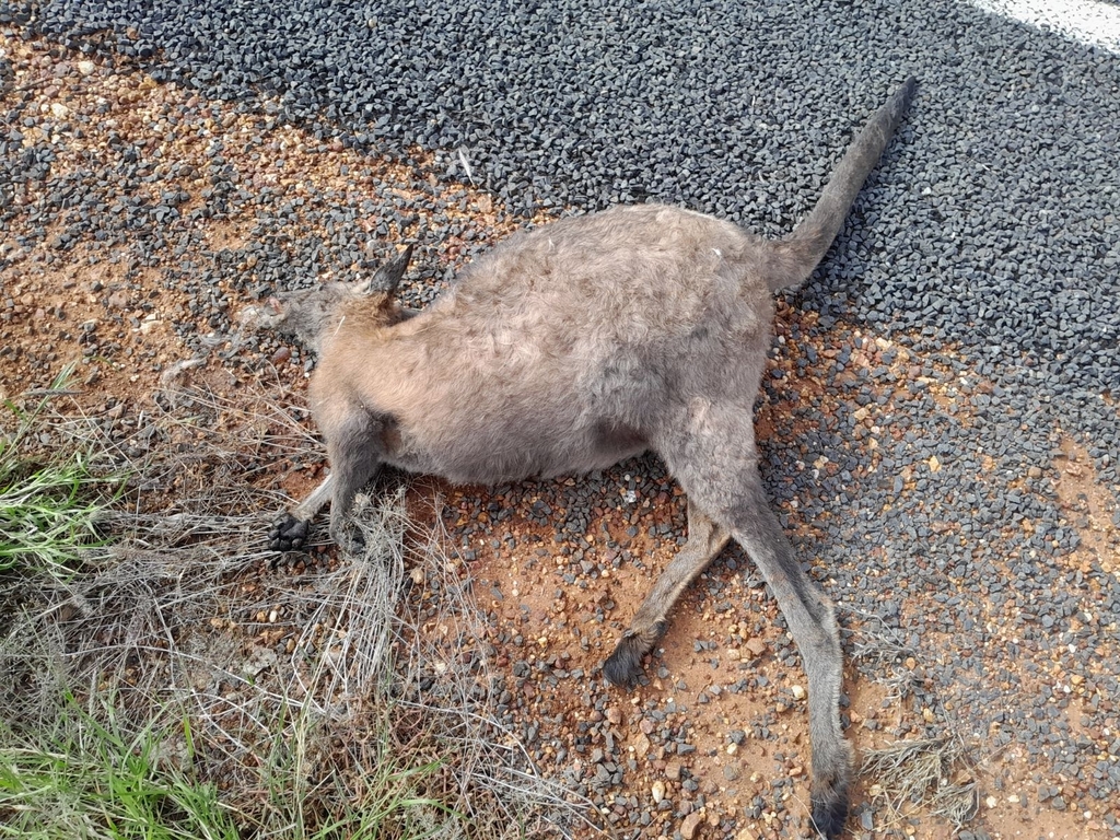 Common Wallaroo from Bargunyah QLD 4488, Australia on June 4, 2024 by ...
