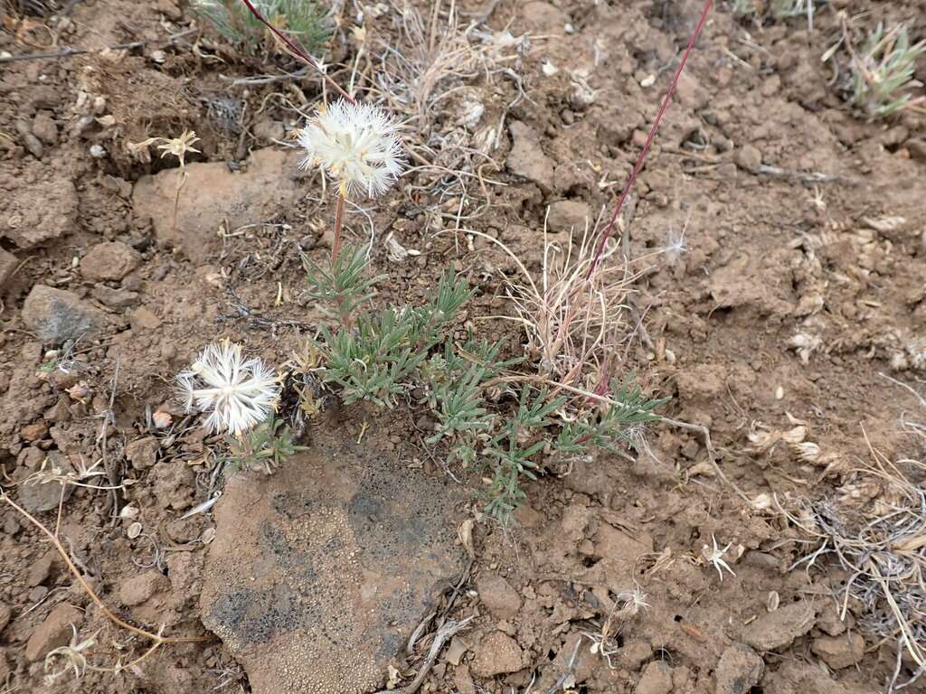 Narrowleaf Goldenweed from Yakima County, WA, USA on June 1, 2024 at 11 ...