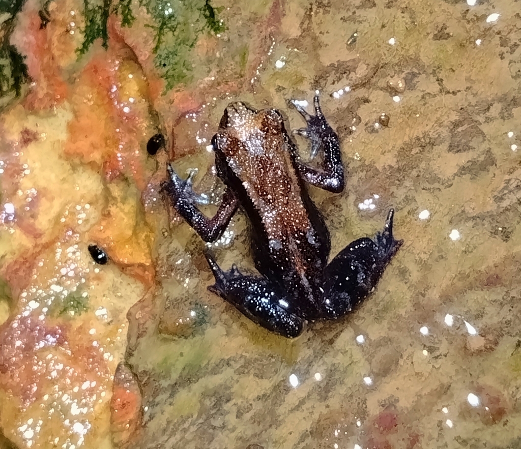Kandyan Dwarf Toad in June 2024 by Dilanga madushan · iNaturalist