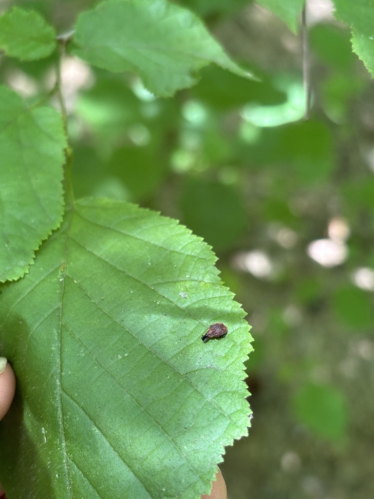 Yellow Poplar Weevil in June 2024 by Robby Deans. On American hazel ...