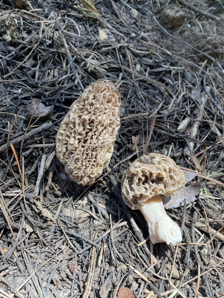 Mountain Blond Morel from Stanislaus National Forest, Long Barn, CA, US ...