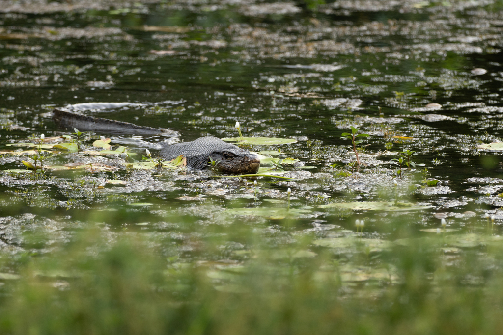 Southeast Asian Water Monitor in May 2024 by tkp123 · iNaturalist