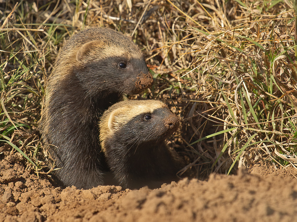 Lesser Grison from Gral Arenales, Provincia de Buenos Aires, Argentina ...