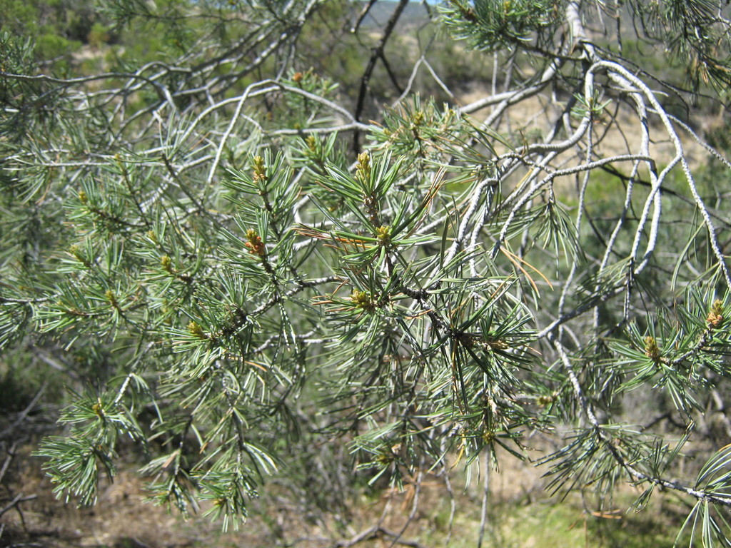 Parry pinyon from San Bernardino National Forest on June 02, 2015 at 02 ...