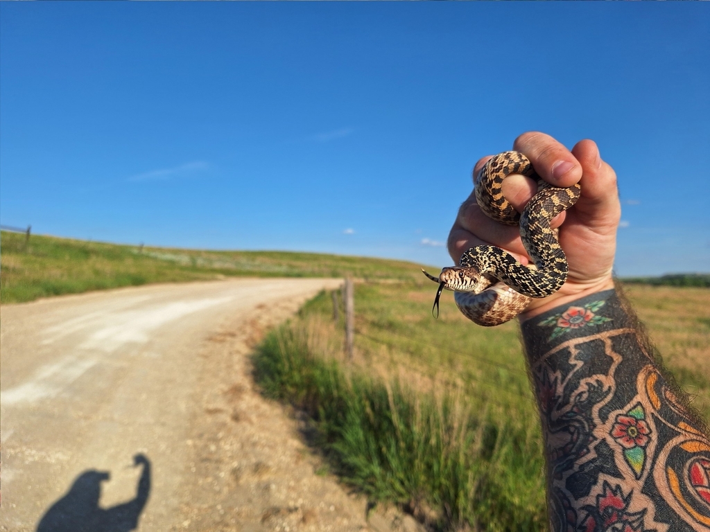 Gopher Snake from Catherine, KS, USA on June 11, 2024 at 07:13 PM by ...