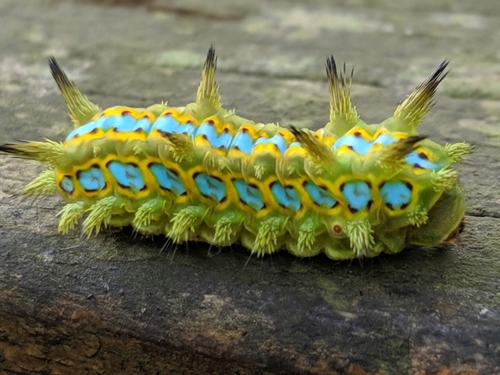 Setora sinensis · NaturaLista Colombia