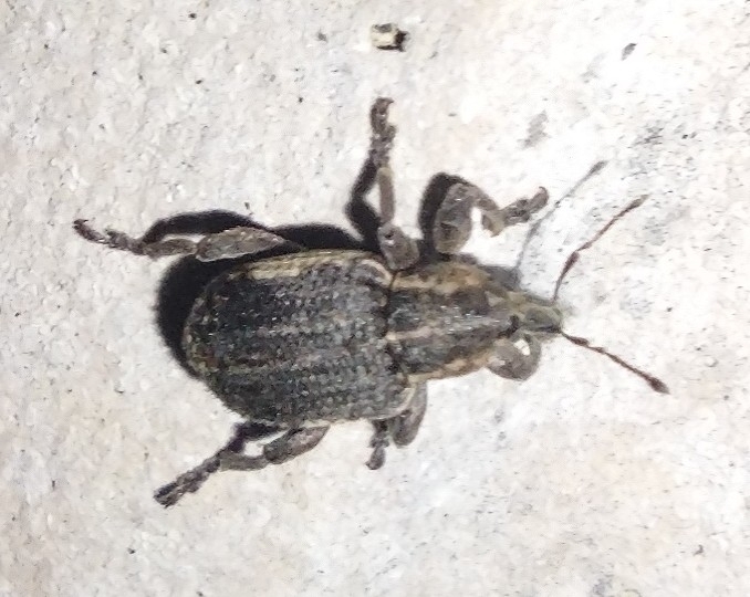 Clover Leaf Weevil from Forsyth, MO 65653, USA on June 11, 2024 at 09: ...