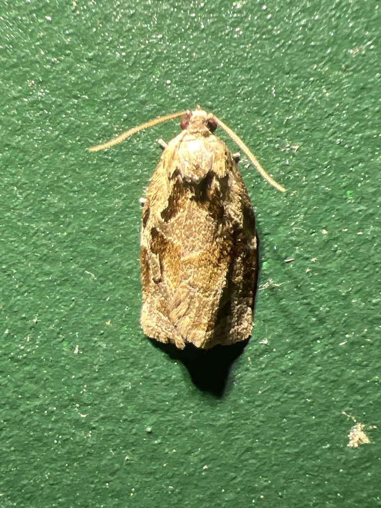 Gray Archips Moth from Long Island, New York, NY, US on June 11, 2024 ...