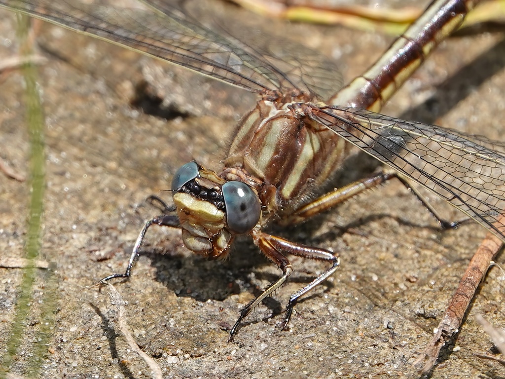 Dusky Clubtail from Wiregrass Lake on June 11, 2024 at 01:21 PM by Rick ...