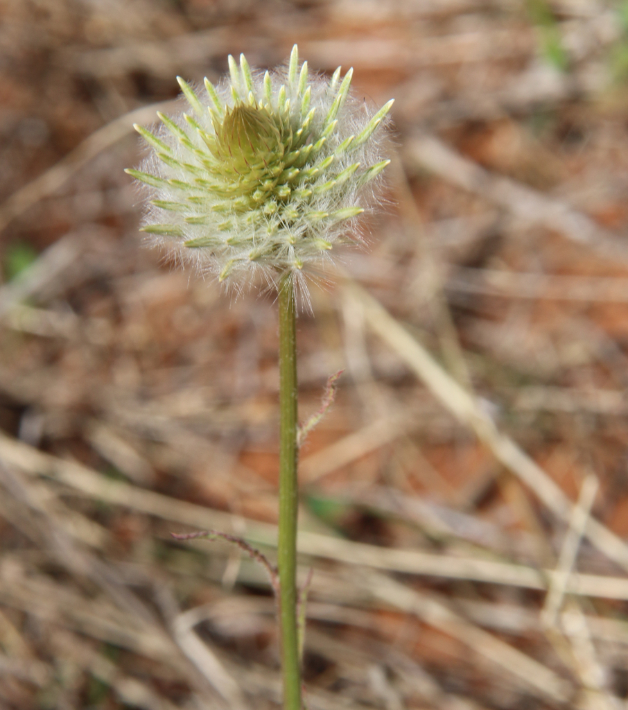 Ptilotus xerophilus from Kilcowera Station, Thargomindah QLD 4492 ...