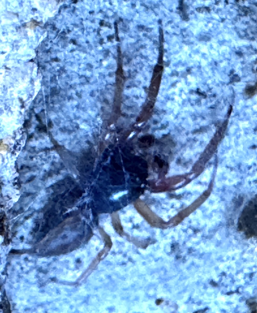 Trachelas in June 2024 by Jerry Morrisey · iNaturalist