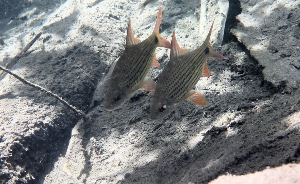Beardless barb from Ban Nam Rat School, Khiri Rat Nikhom, Surat Thani ...