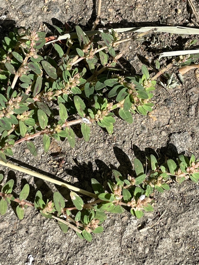 Red Caustic-creeper from Viti Levu, Nadi, Fiji, FJ on June 12, 2024 at ...