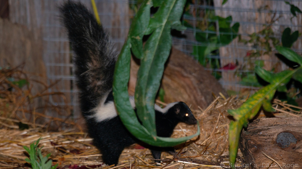 Striped Skunk from Pennsylvania Ave, San Diego, CA, US on June 11, 2024 ...