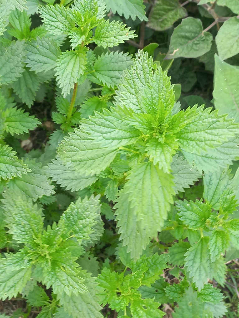 Dwarf Nettle from City of Cape Town, Western Cape, South Africa on June ...