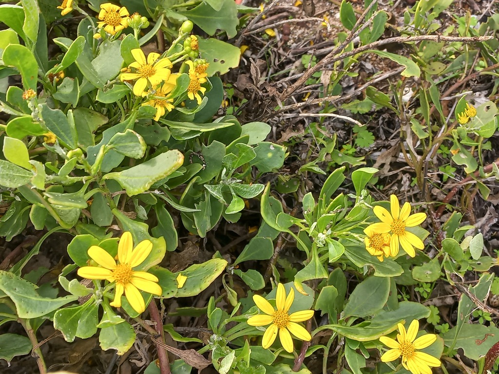 Bietou from Mitchells Plain, Cape Town, South Africa on June 11, 2024 ...