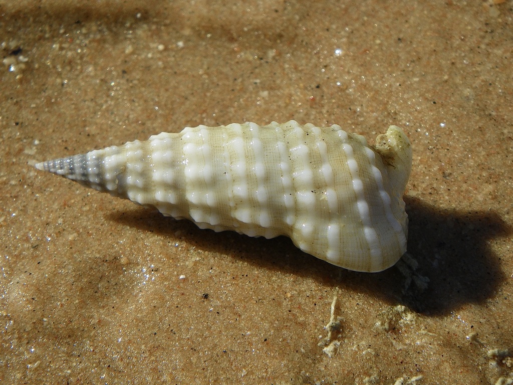 Rhinoclavis bituberculata from Broome WA, Australia on September 14, 2012 at 04:42 PM by ...