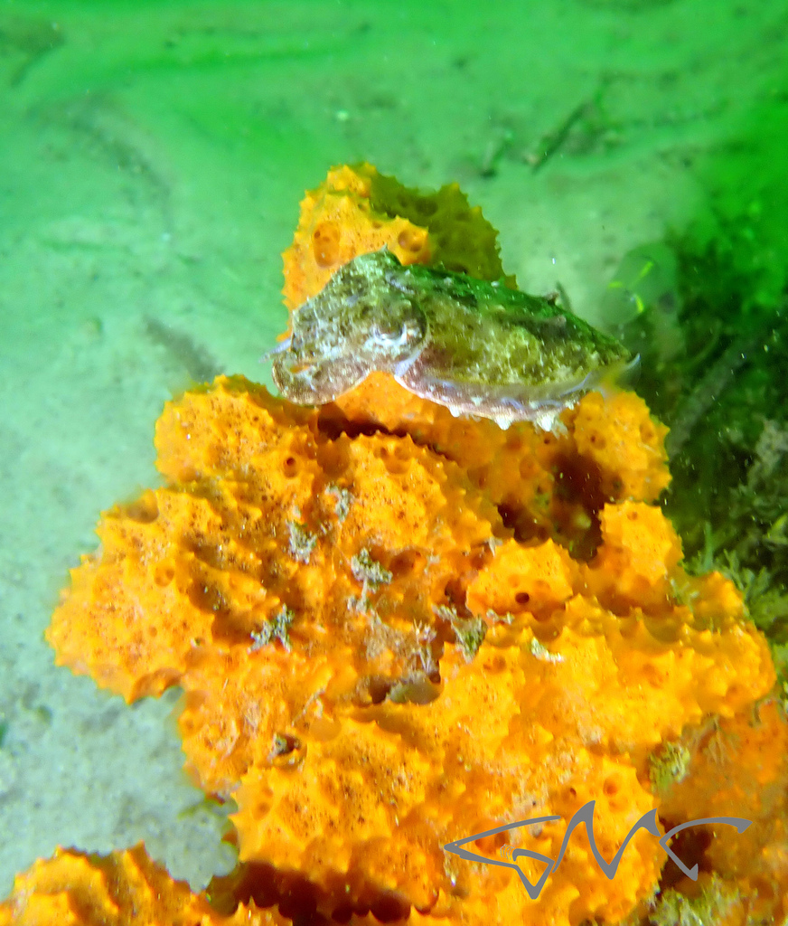 Mourning Cuttlefish from Little Beach Dive site on June 9, 2024 at 11: ...