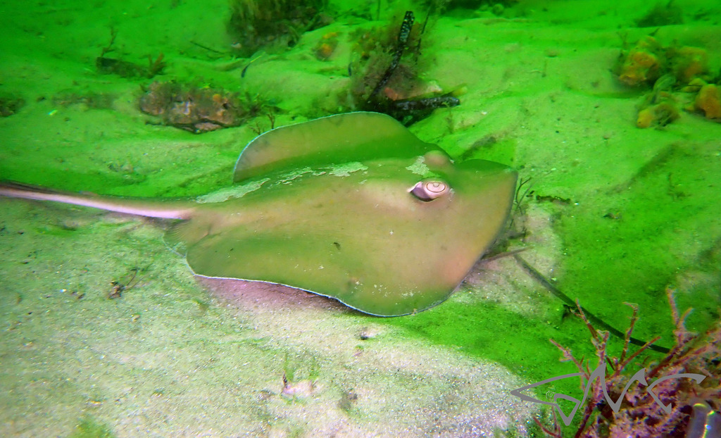 Common Stingaree from Little Beach Dive site on June 9, 2024 at 11:46 ...