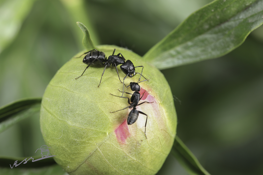 Japanese Carpenter Ant from 中国北京市延庆区 on May 02, 2024 at 05:48 PM by ...