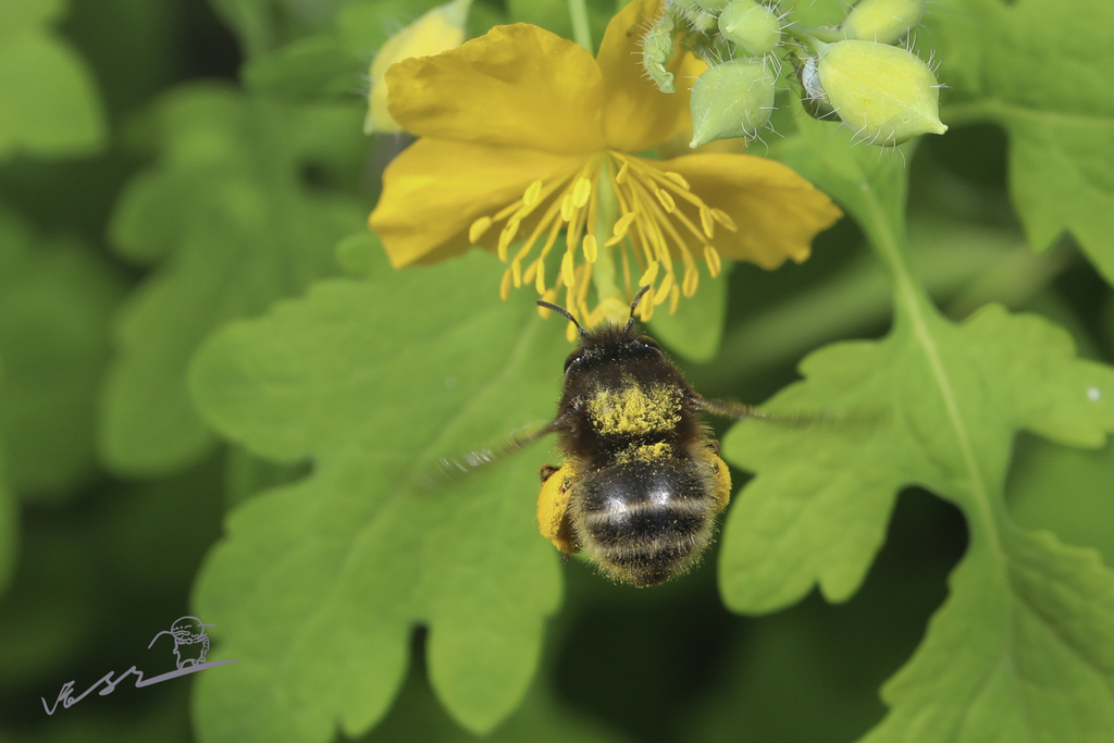 Asian Shaggy Digger Bee from 中国北京市延庆区 on May 3, 2024 at 10:57 AM by ...