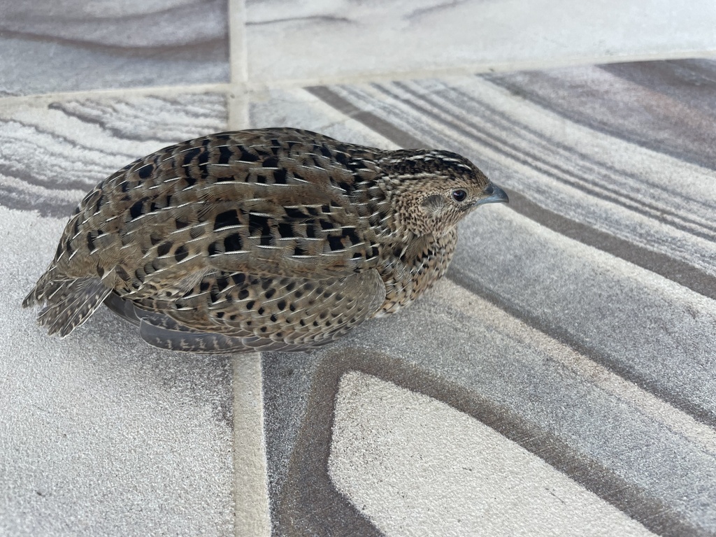 Brown Quail from Lacebark Ct, Cedar Creek, QLD, AU on June 12, 2024 at ...