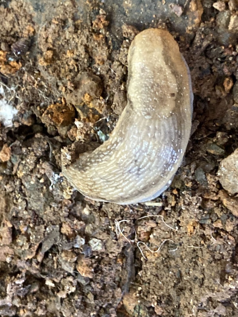 Northern Dusky Slug in May 2024 by watauga_nc. ecoEXPLORE Username ...
