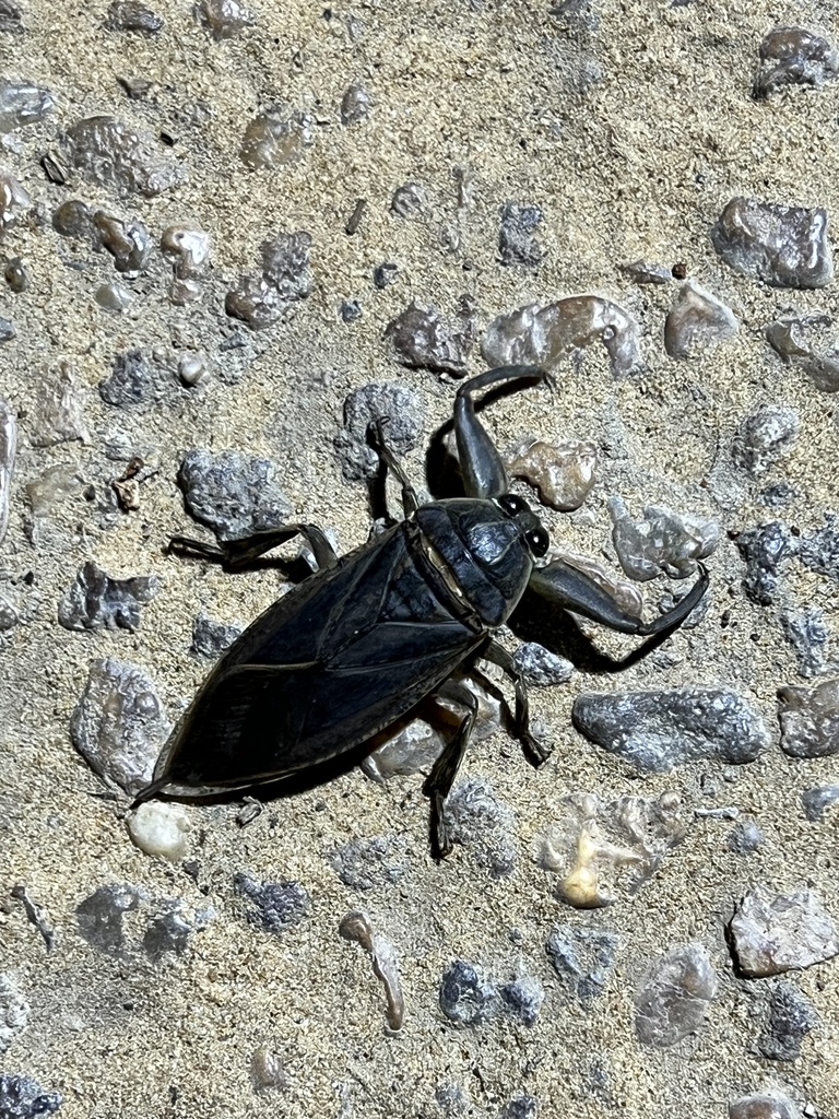 African Giant Water Bug from N'Djamena, Chari-Baguirmi, TD on June 11 ...