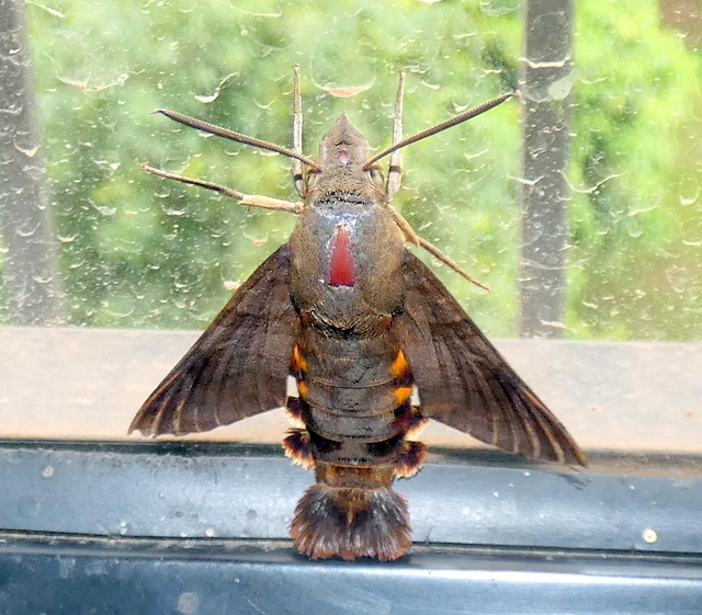 Hummingbird Hawkmoths from Vientiane, Laos on June 12, 2024 at 12:30 PM ...