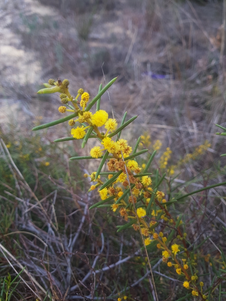 wattles from Hopetoun WA 6348, Australia on June 8, 2024 at 10:06 AM by ...