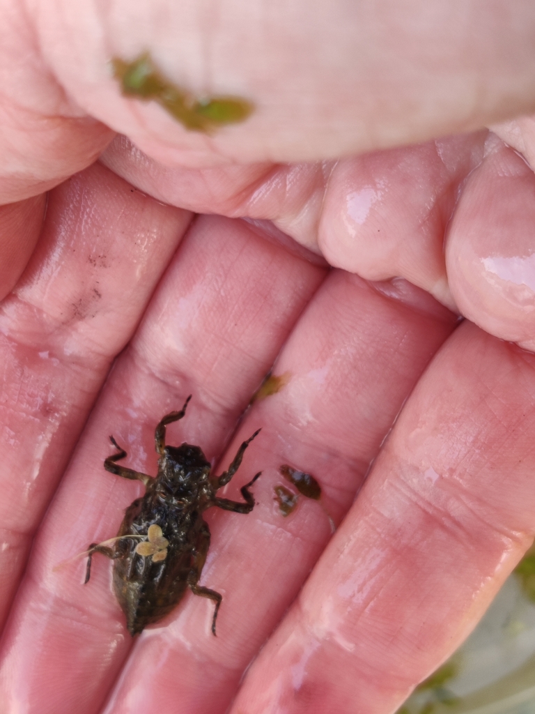 Winged and Once-winged Insects from Randers NV, 8920 Randers, Danmark ...