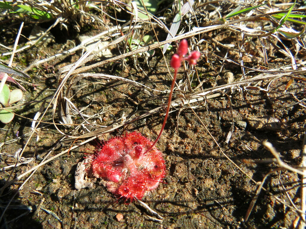 tropical sundew in June 2024 by Alex Kenins · iNaturalist