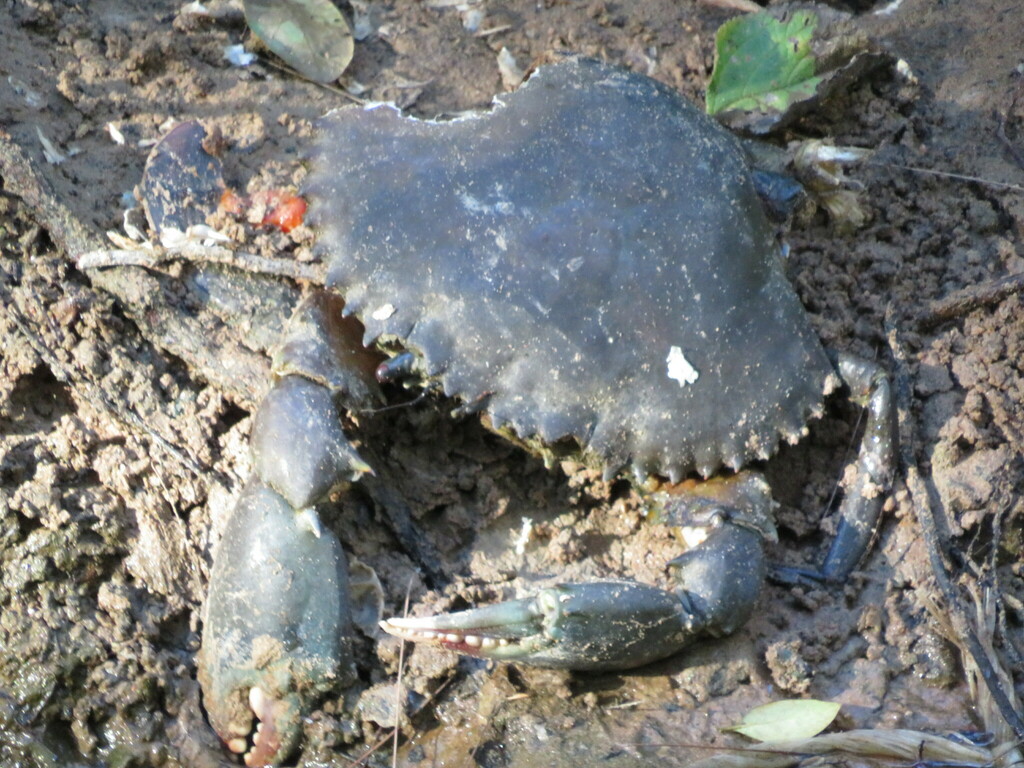 Mud Crab in June 2024 by Alex Kenins · iNaturalist