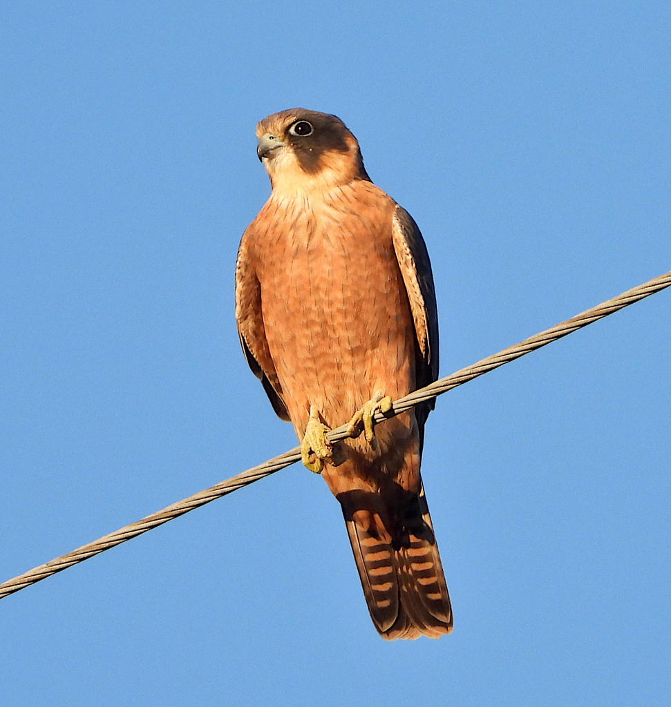 Southern Australian Hobby from Arana Hills, Brisbane QLD, Australia on ...
