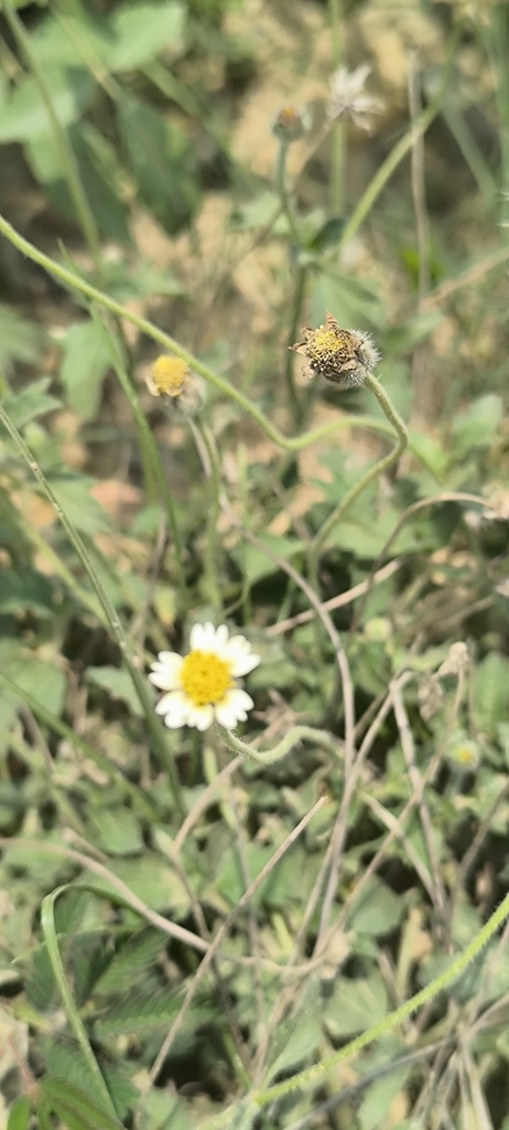 Tridax from Narayani, NP-MM, NP on June 10, 2024 at 11:33 AM by Basu ...