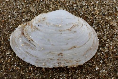 Standella pellucida · iNaturalist United Kingdom