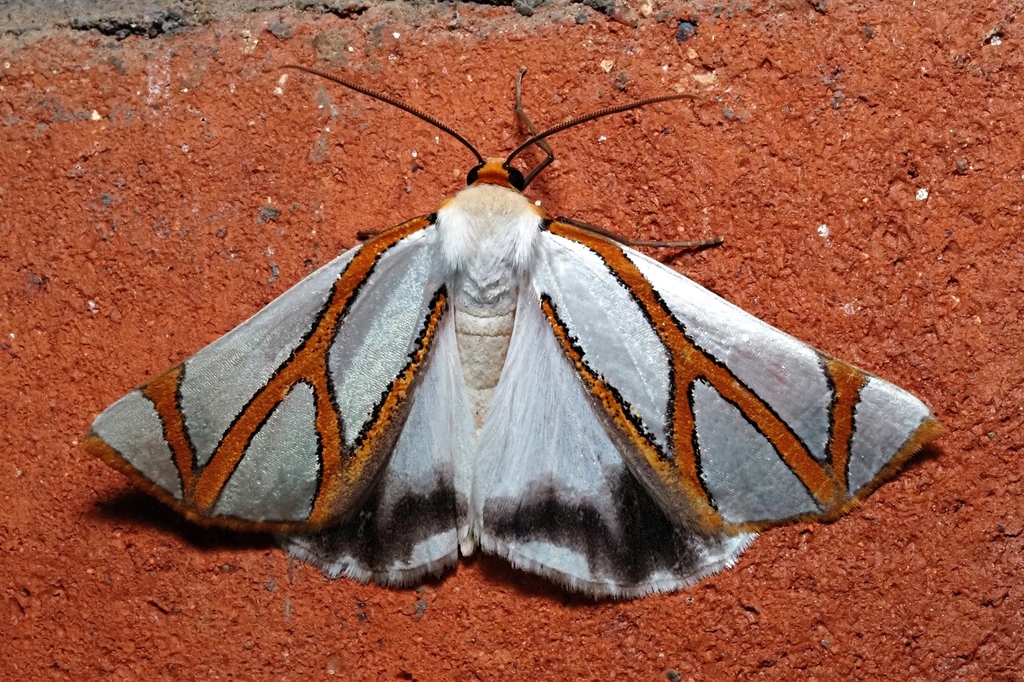 Angled Satin Moth from Kalamunda WA, Australia on June 5, 2024 at 08:36 ...