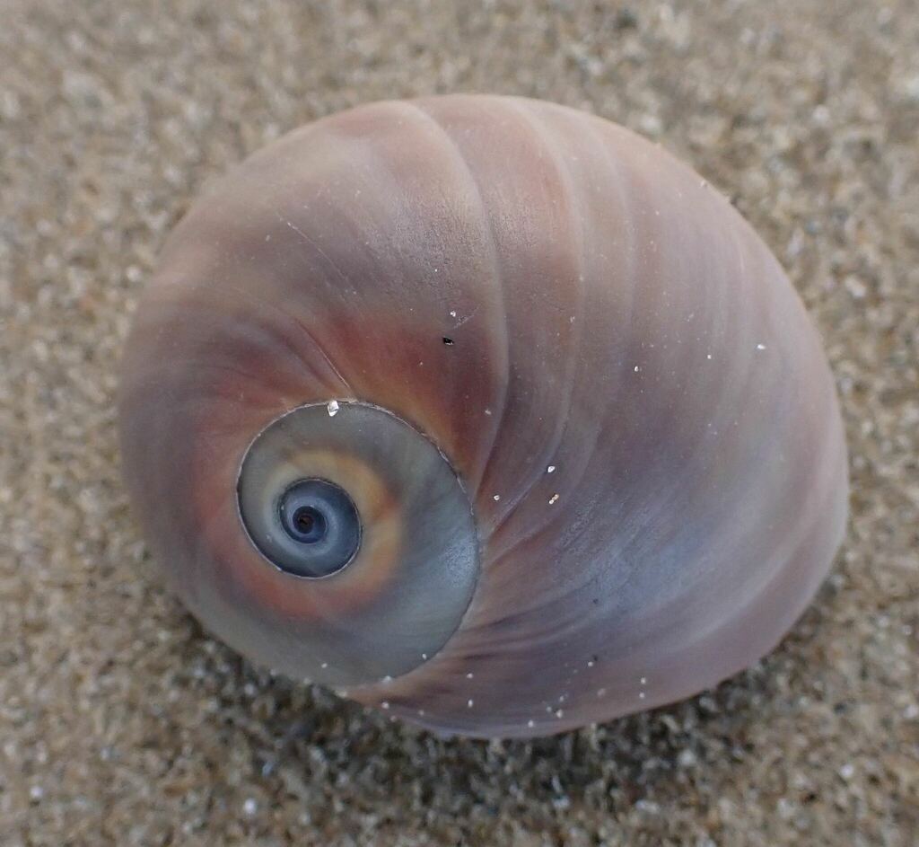 Bladder Moon Snail from Machans Beach, Cairns QLD Australia on May 22 ...