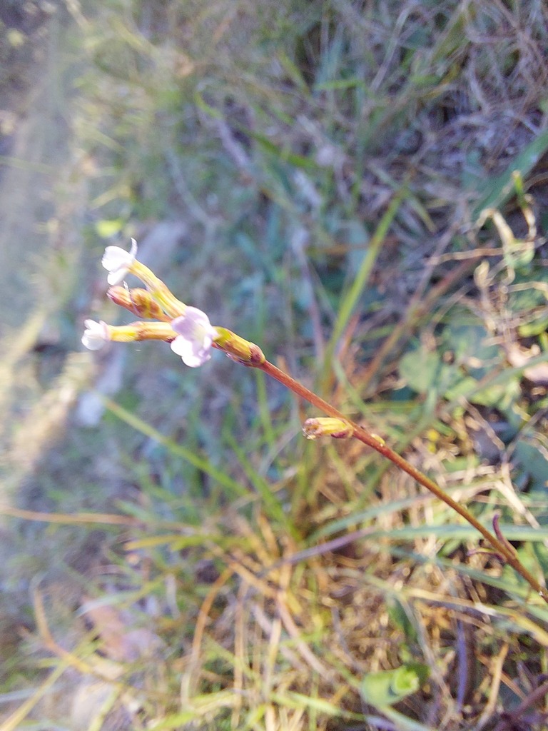 bluehearts in June 2024 by Alex Kenins · iNaturalist