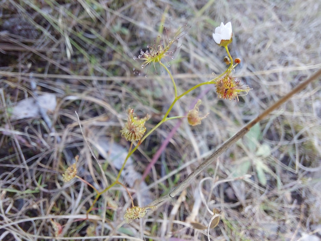 Drosera lunata in June 2024 by Alex Kenins · iNaturalist