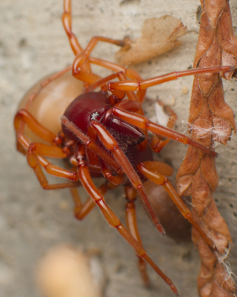 Woodlouse Spider from Shawnigan Lake, BC V0R, Canada on June 11, 2024 ...