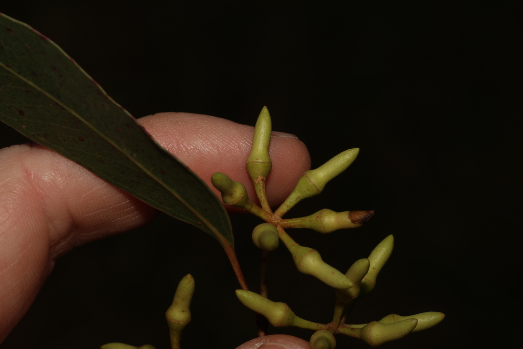 Eucalyptus tereticornis tereticornis from Jimboomba QLD 4280, Australia ...