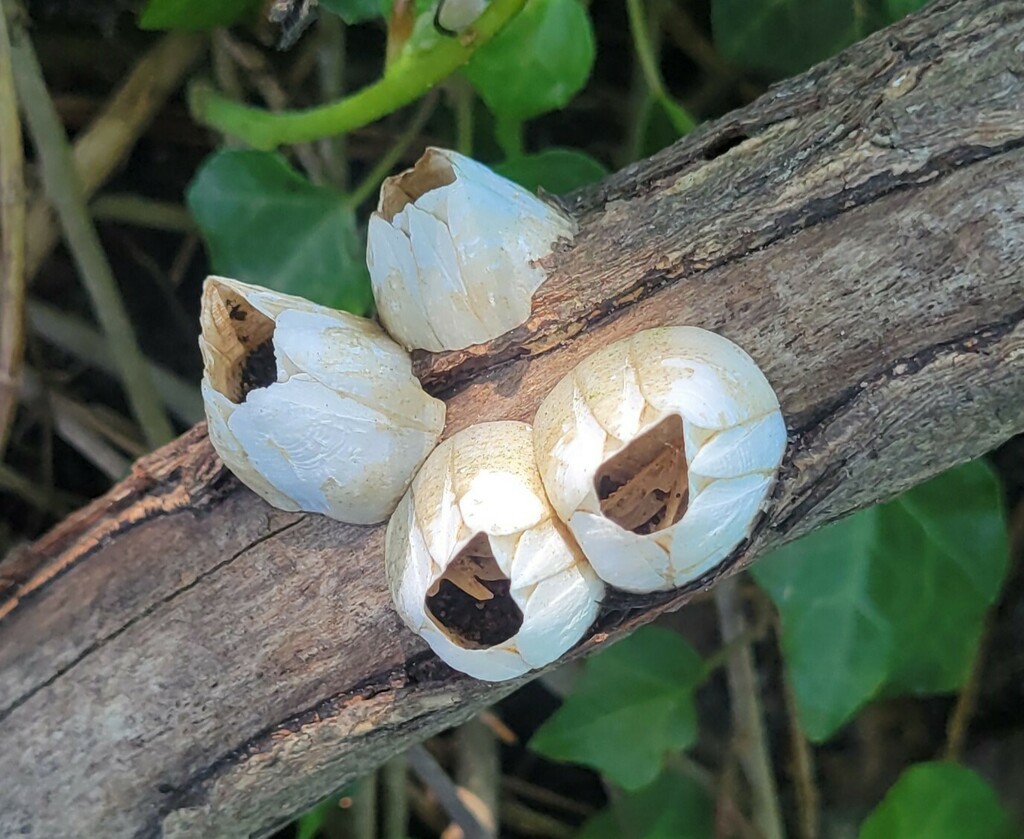 Ivory Barnacle from Kent Narrows, MD, USA on June 11, 2024 at 05:14 PM ...