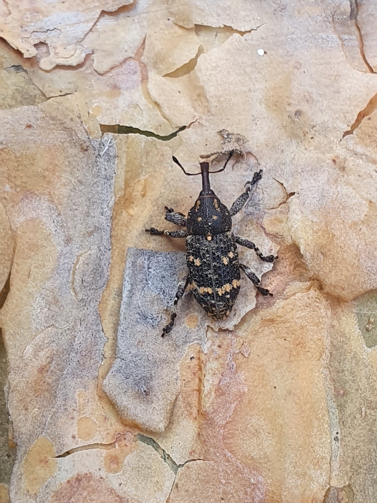 Large Pine Weevil from 115 42 Stockholm, Sweden on June 12, 2024 at 09: ...