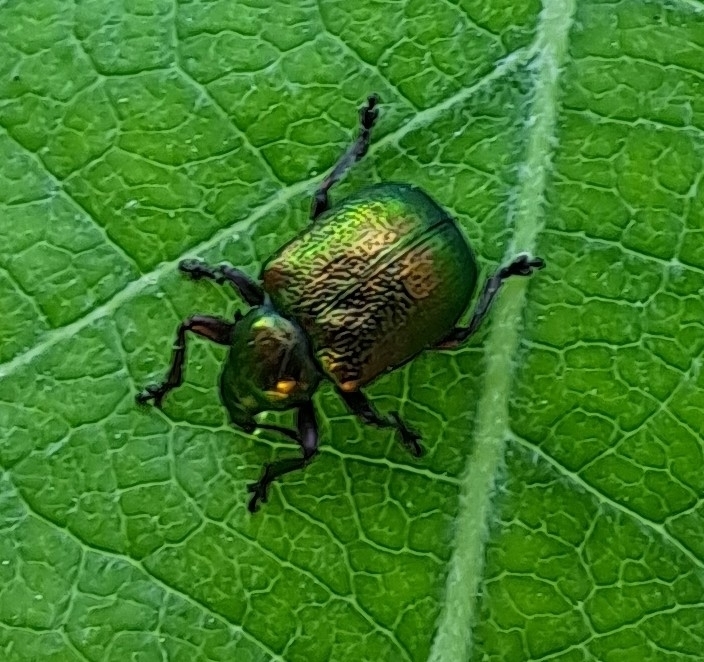 Byctiscus populi from Verkhnyaya Pyshma gorsovet, RU-SV, RU on June 12 ...